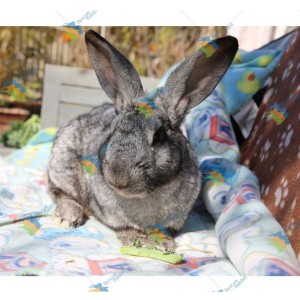 Understanding your rabbit's negative emotions