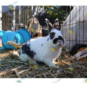 How to engage with your new bunny